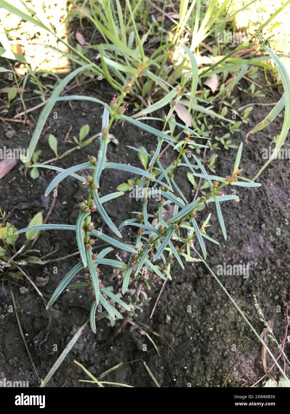 Scarlet Toothcup (Ammannia coccinea) Plantae Stock Photo - Alamy