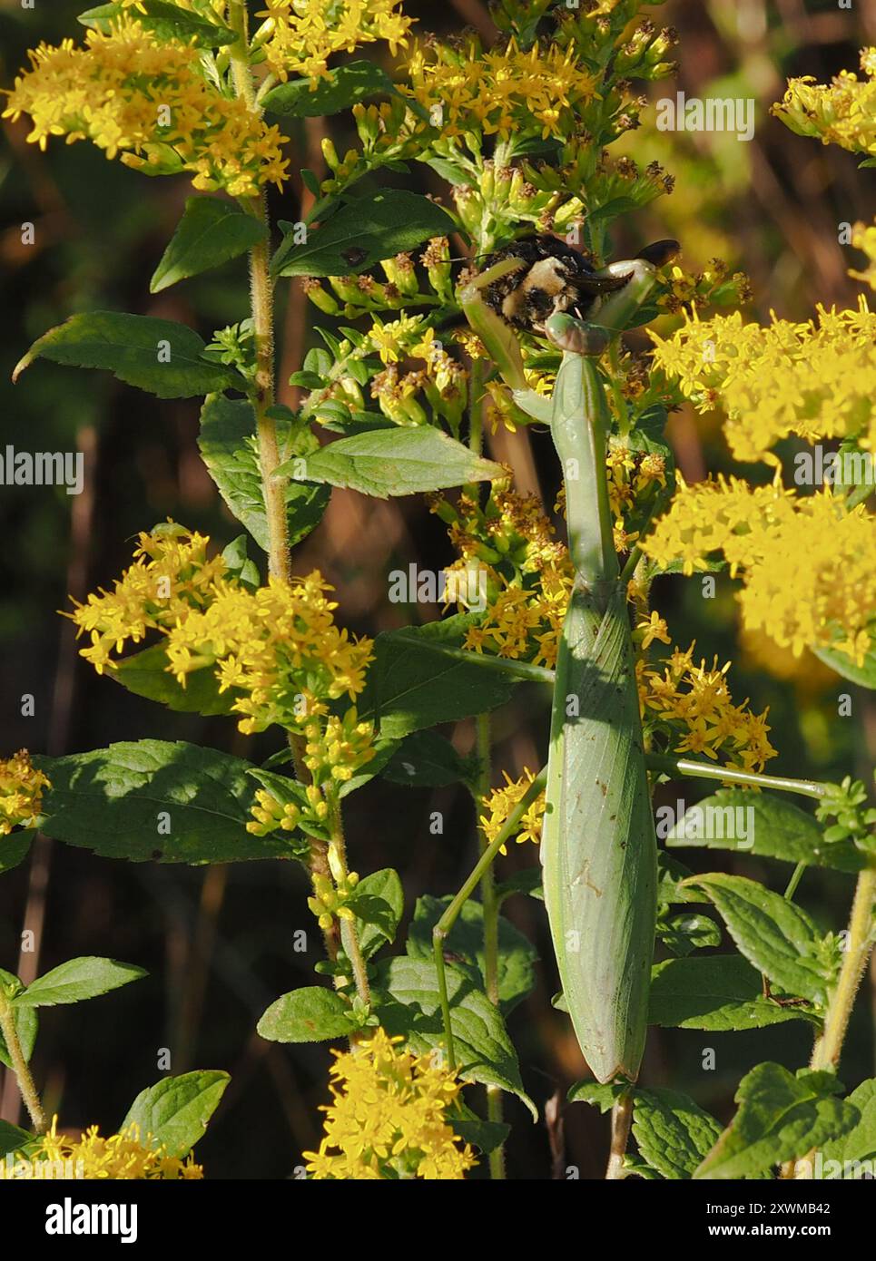 Chinese Mantis (Tenodera sinensis) Insecta Stock Photo - Alamy