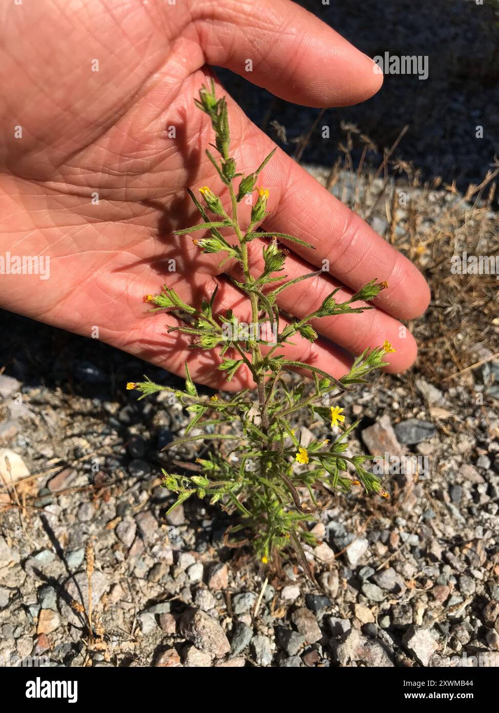 Stinkwort (Dittrichia graveolens) Plantae Stock Photo - Alamy