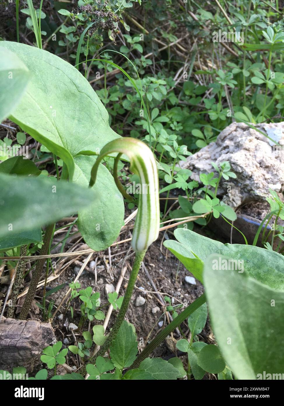 Friar's-cowl (Arisarum vulgare) Plantae Stock Photo - Alamy