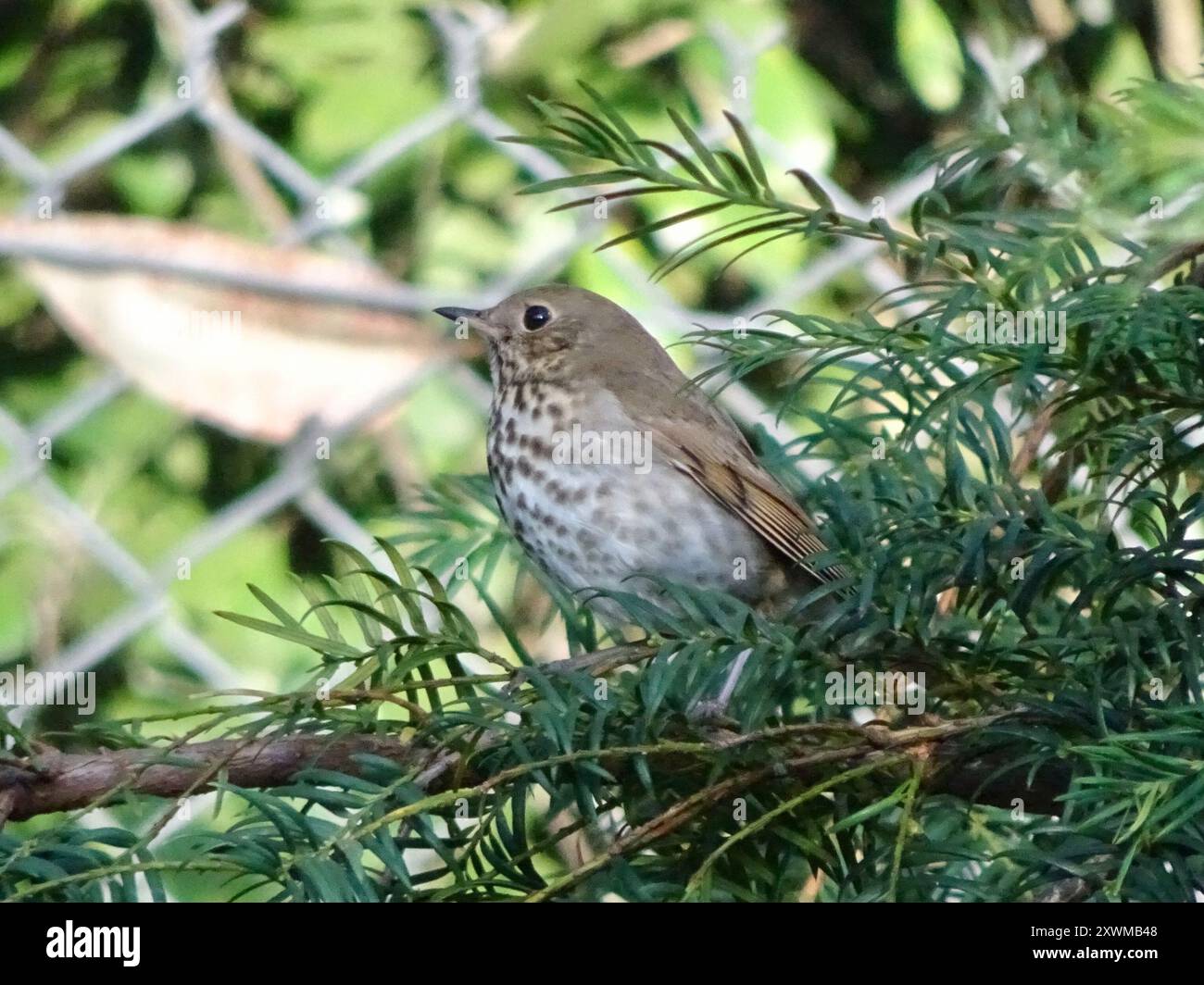 Hermit Thrush (Catharus guttatus) Aves Stock Photo - Alamy