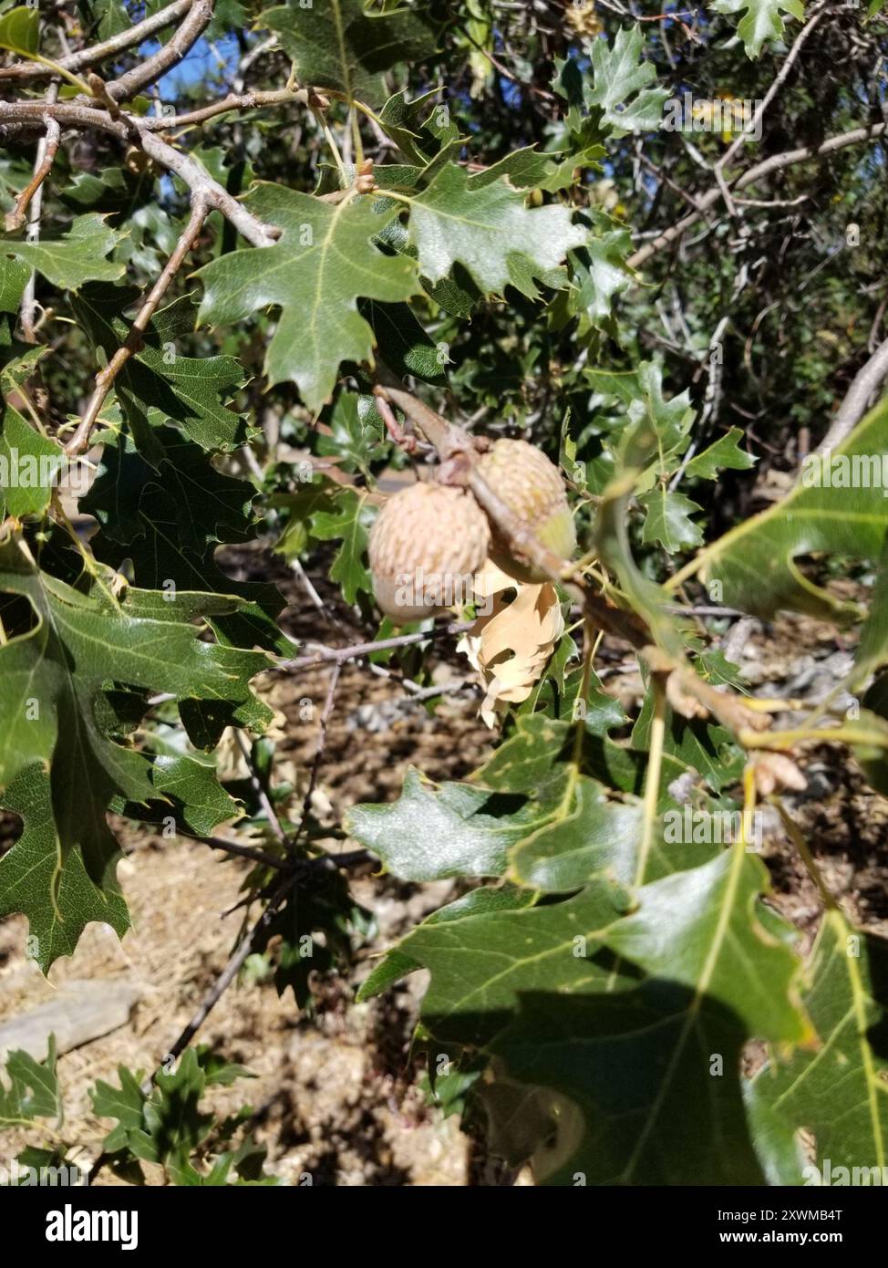 California black oak (Quercus kelloggii) Plantae Stock Photo - Alamy
