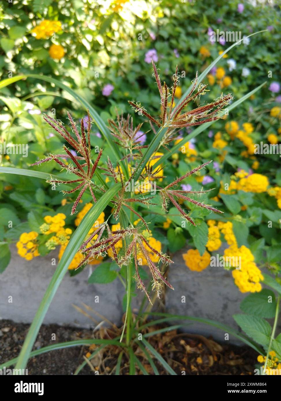 Purple nutsedge (Cyperus rotundus) Plantae Stock Photo - Alamy
