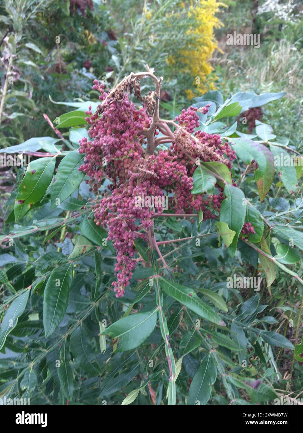 shining sumac (Rhus copallinum) Plantae Stock Photo - Alamy