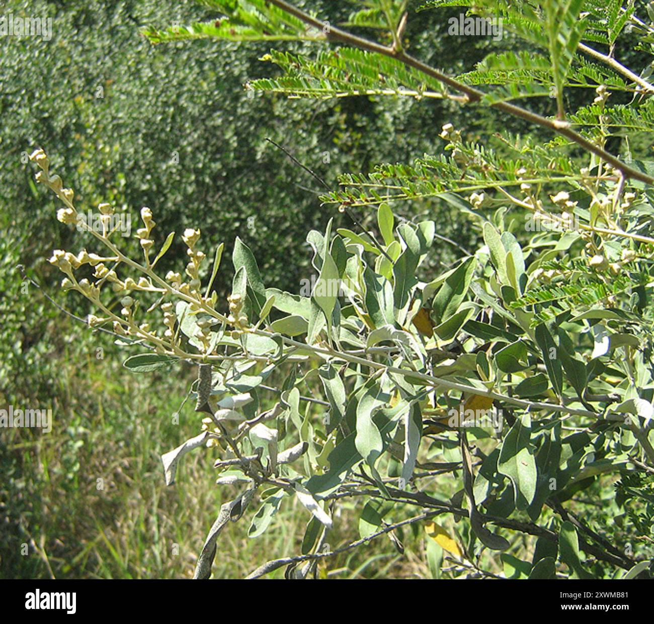 Wild Camphorbush (Tarchonanthus camphoratus) Plantae Stock Photo - Alamy