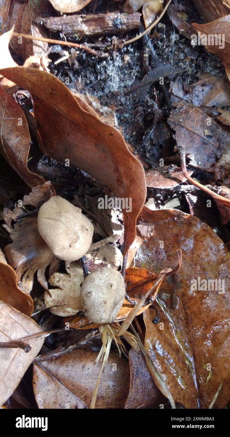 Pepper Pot (Myriostoma coliforme) Fungi Stock Photo - Alamy