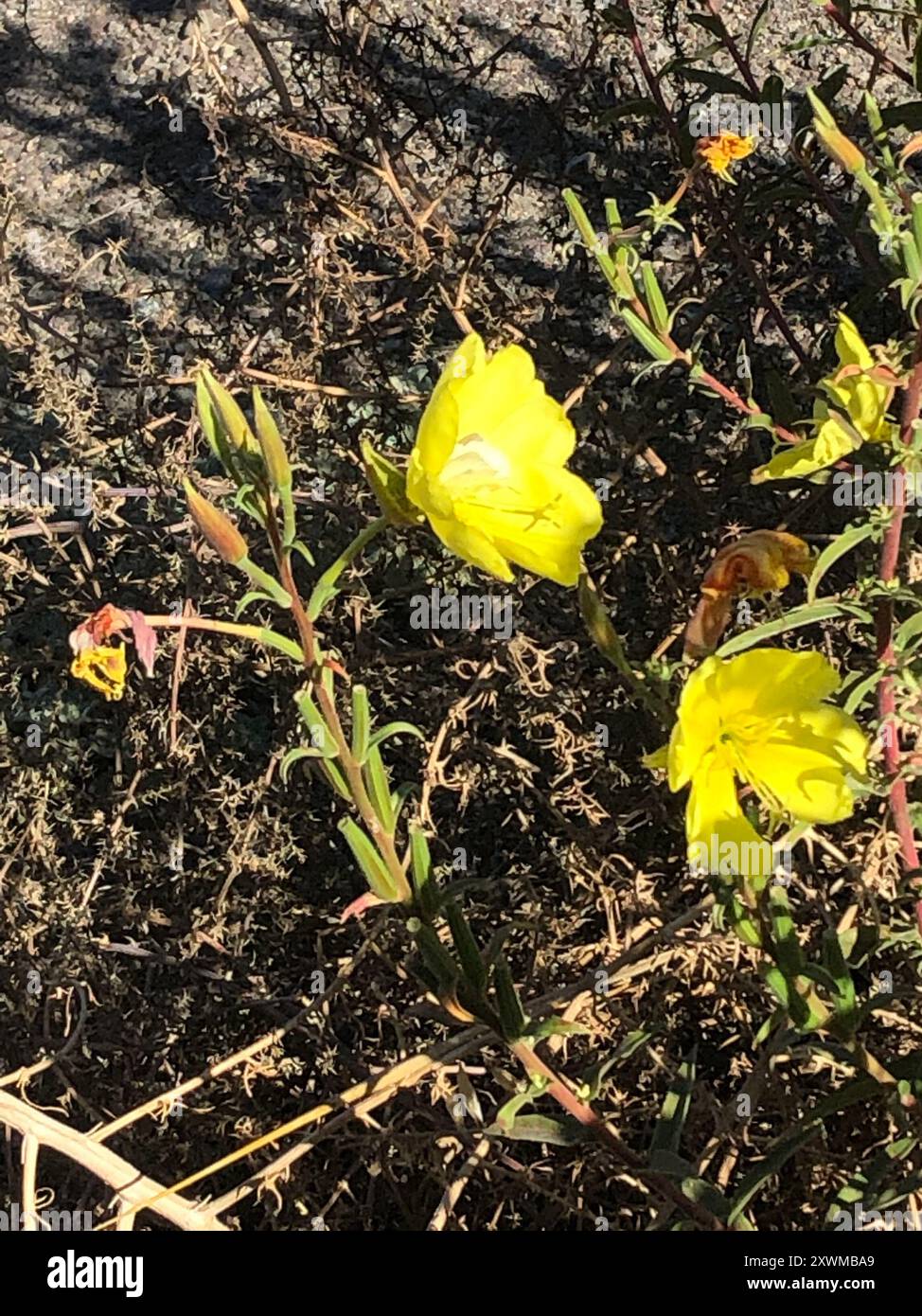 tall evening primrose (Oenothera elata) Plantae Stock Photo - Alamy