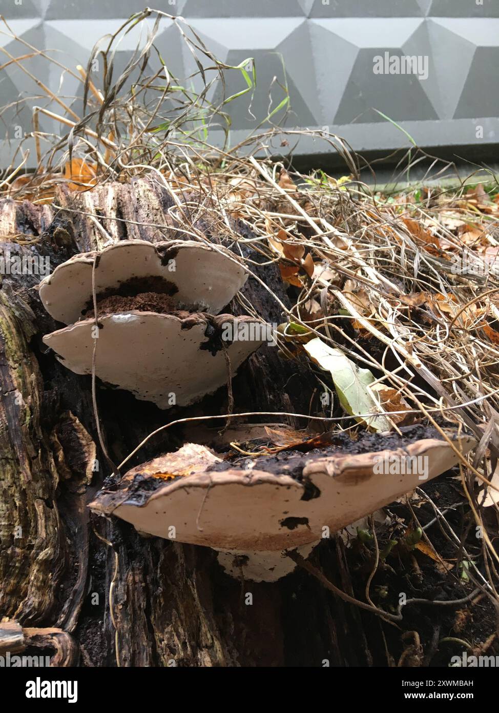 artist's bracket (Ganoderma applanatum) Fungi Stock Photo - Alamy