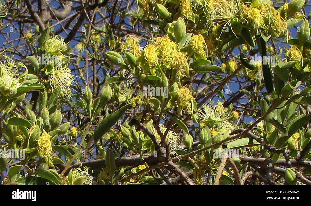 beadbean (Maerua angolensis) Plantae Stock Photo - Alamy