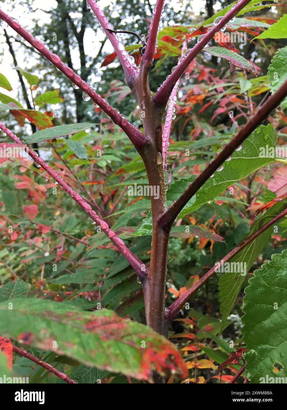 smooth sumac (Rhus glabra) Plantae Stock Photo - Alamy