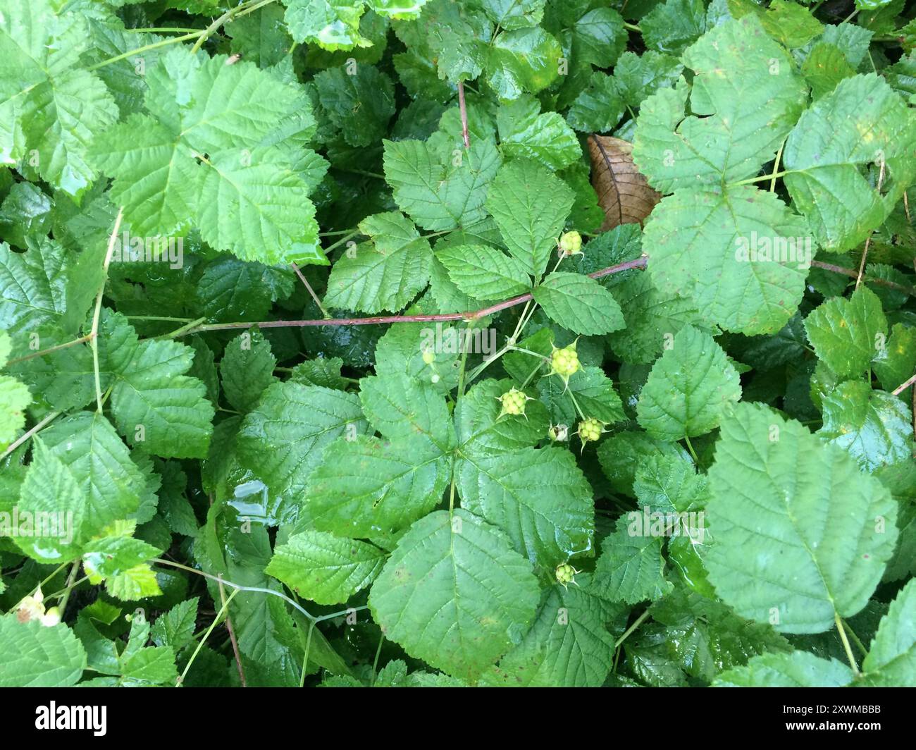 European dewberry (Rubus caesius) Plantae Stock Photo - Alamy