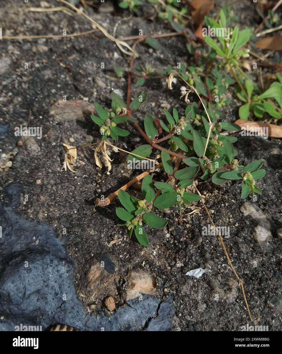Spotted spurge (Euphorbia maculata) Plantae Stock Photo - Alamy