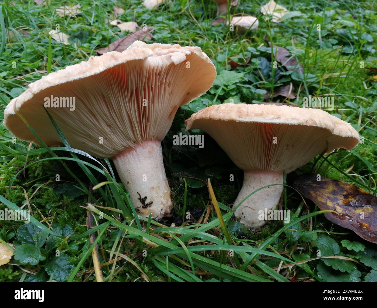 Common Milkcaps (Lactarius) Fungi Stock Photo - Alamy