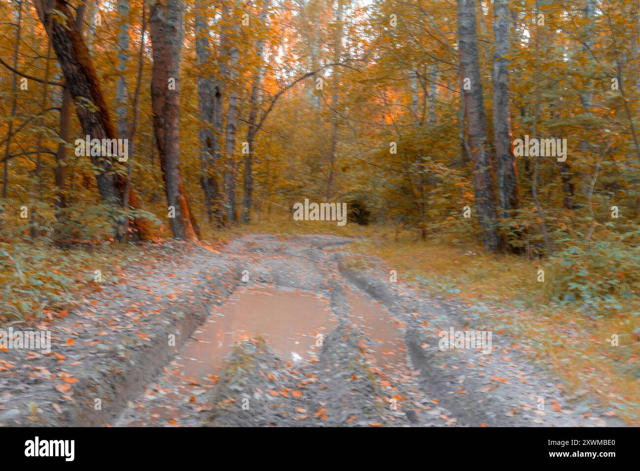 Autumn forest in evening after rain with muddy impassable road. Blurred ...