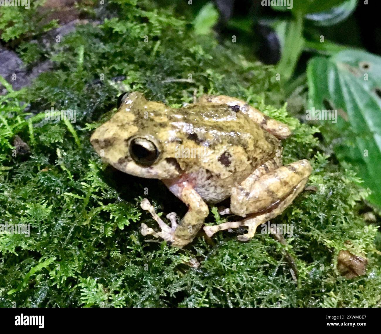 Pristimantis bogotensis hi-res stock photography and images - Alamy