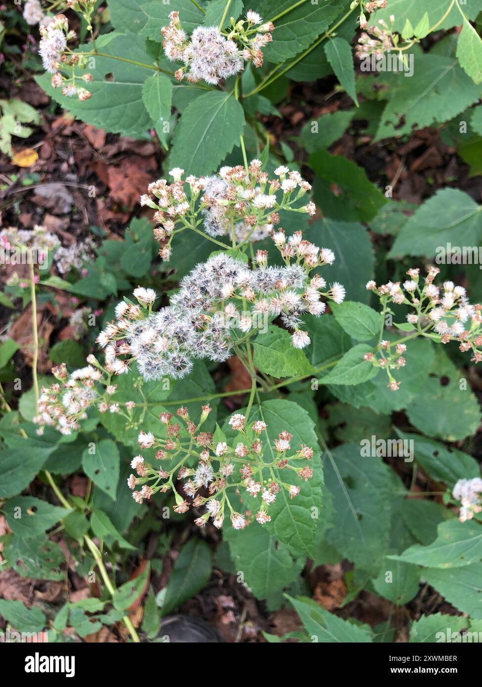 white snakeroot (Ageratina altissima) Plantae Stock Photo - Alamy