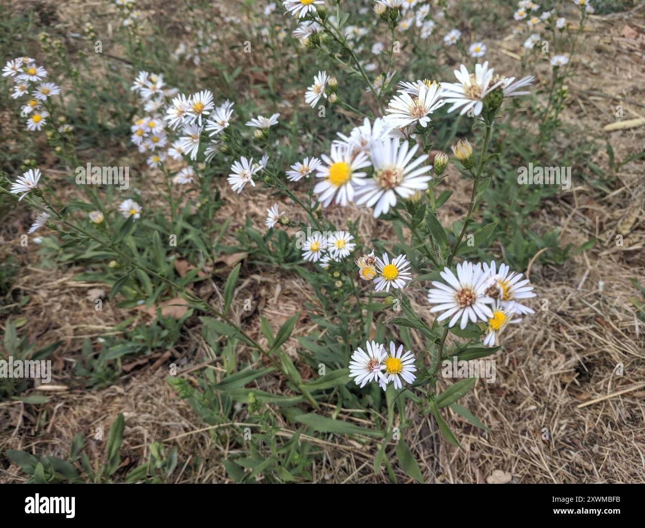 Pacific Aster (Symphyotrichum chilense) Plantae Stock Photo - Alamy