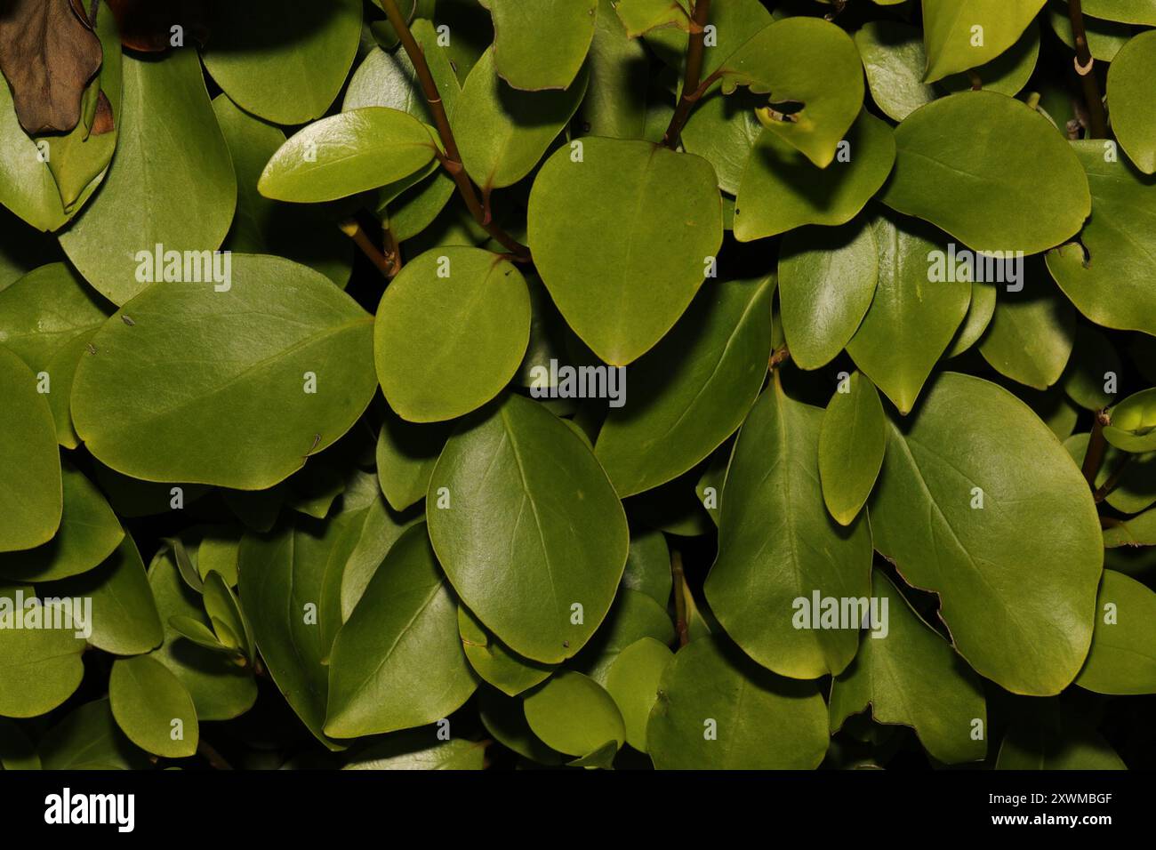 New Zealand Broadleaf (Griselinia littoralis) Plantae Stock Photo - Alamy
