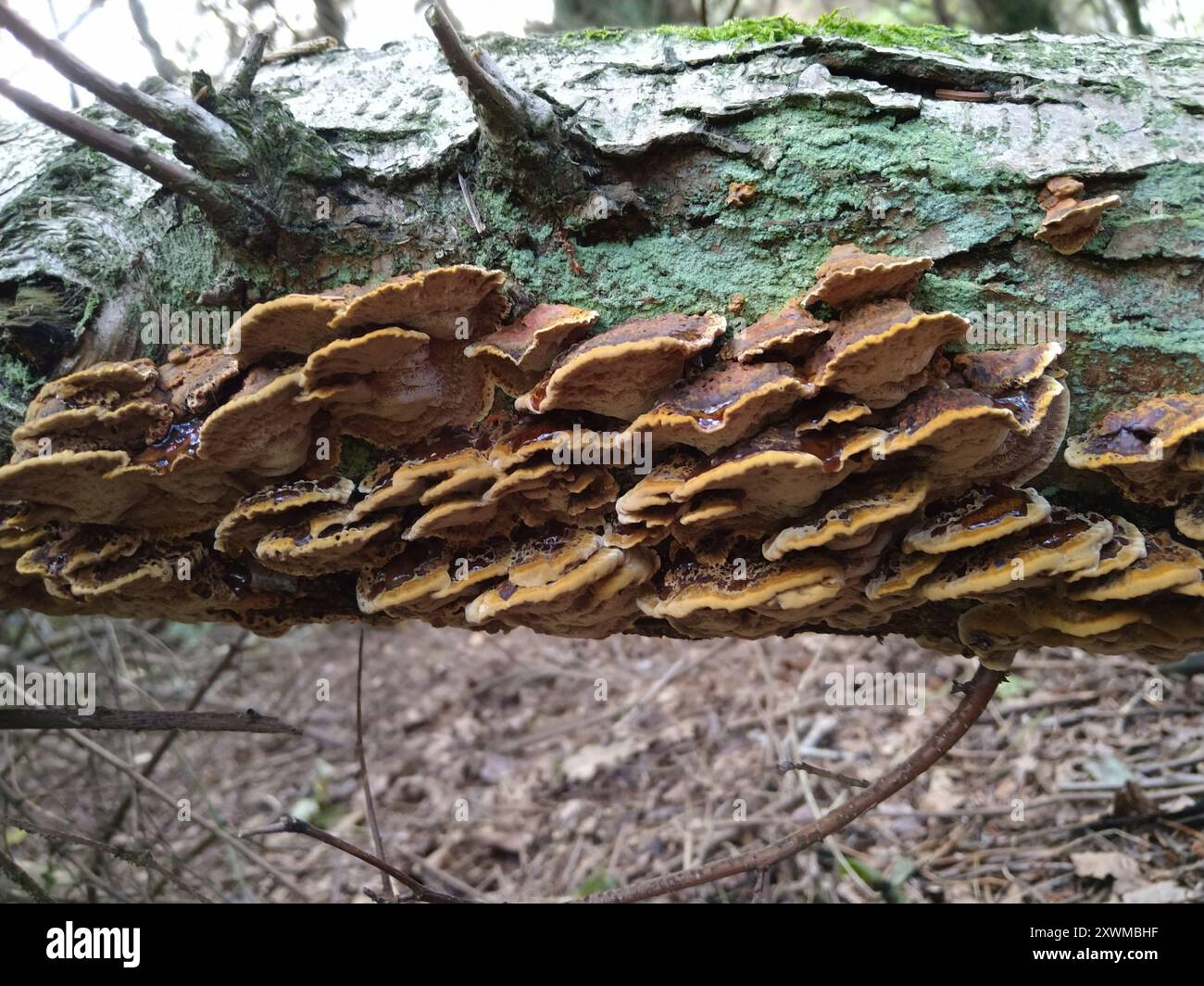 Alder Bracket (Mensularia radiata) Fungi Stock Photo - Alamy
