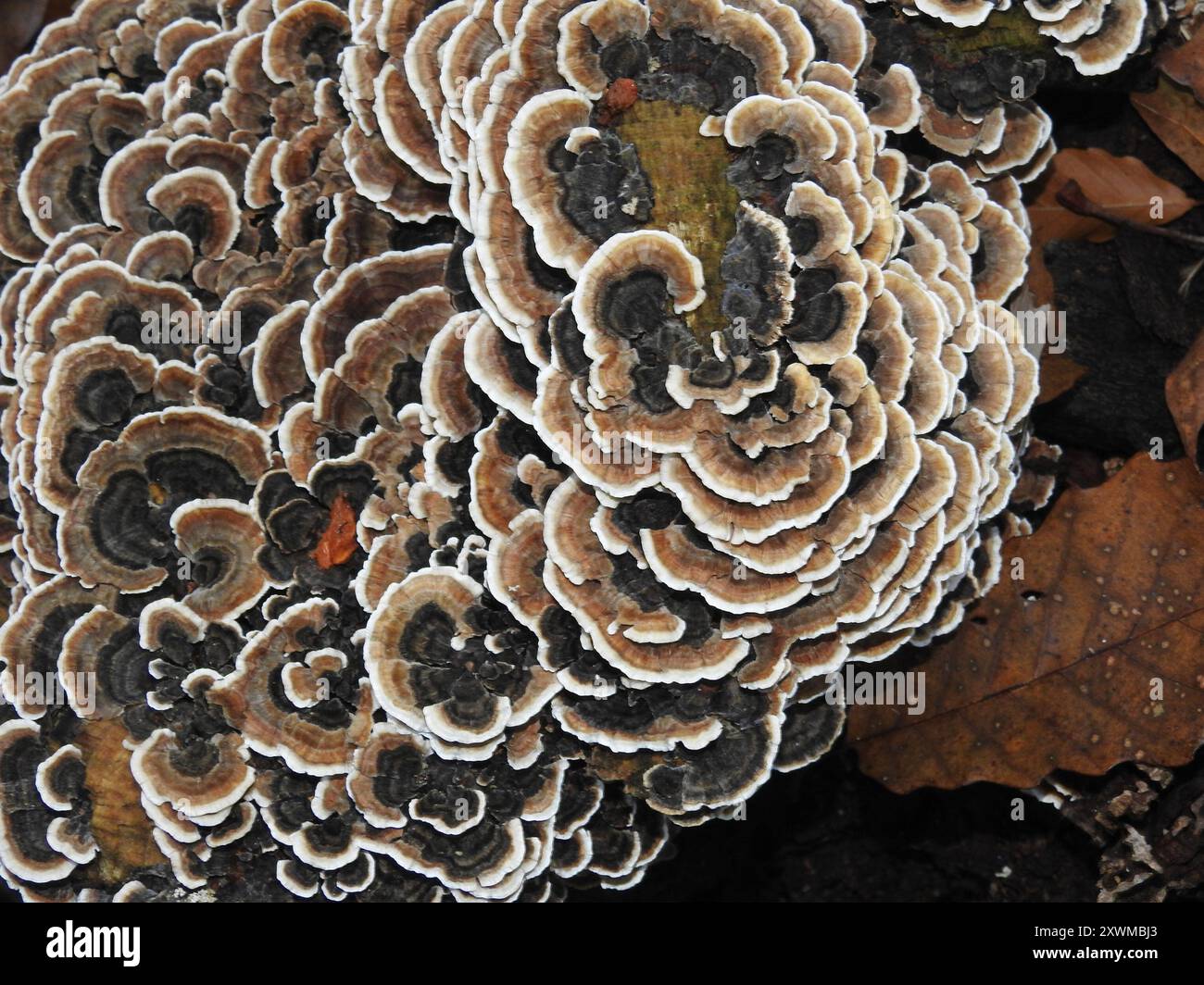 turkey-tail (Trametes versicolor) Fungi Stock Photo - Alamy