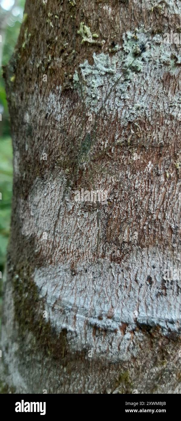 trechaleid spiders (Trechaleidae) Arachnida Stock Photo - Alamy