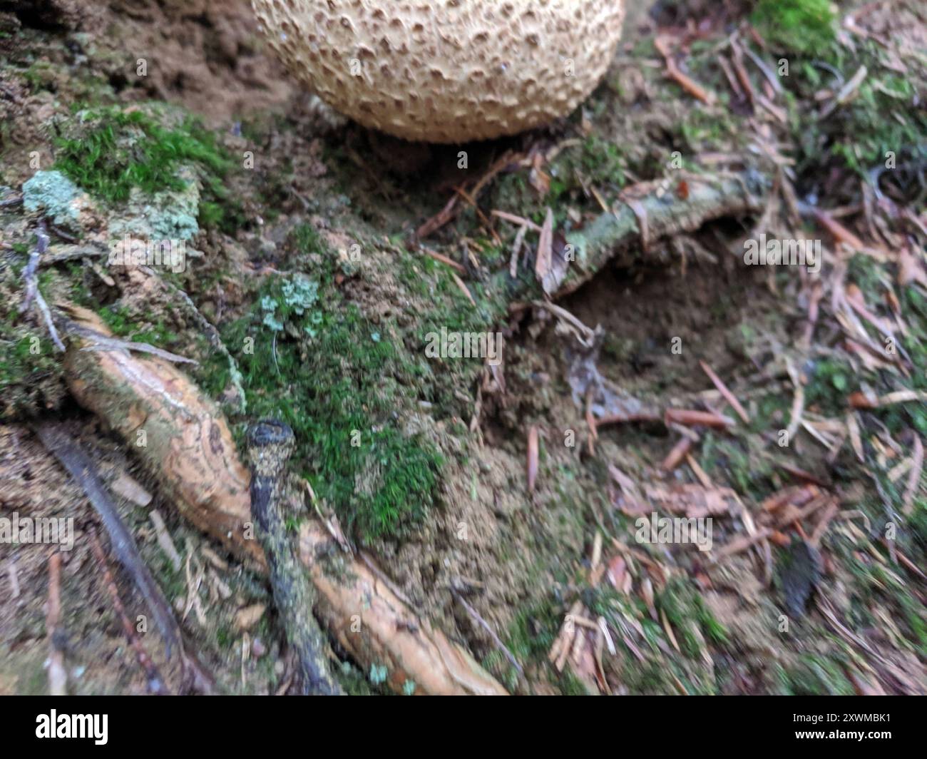 common earthball (Scleroderma citrinum) Fungi Stock Photo - Alamy