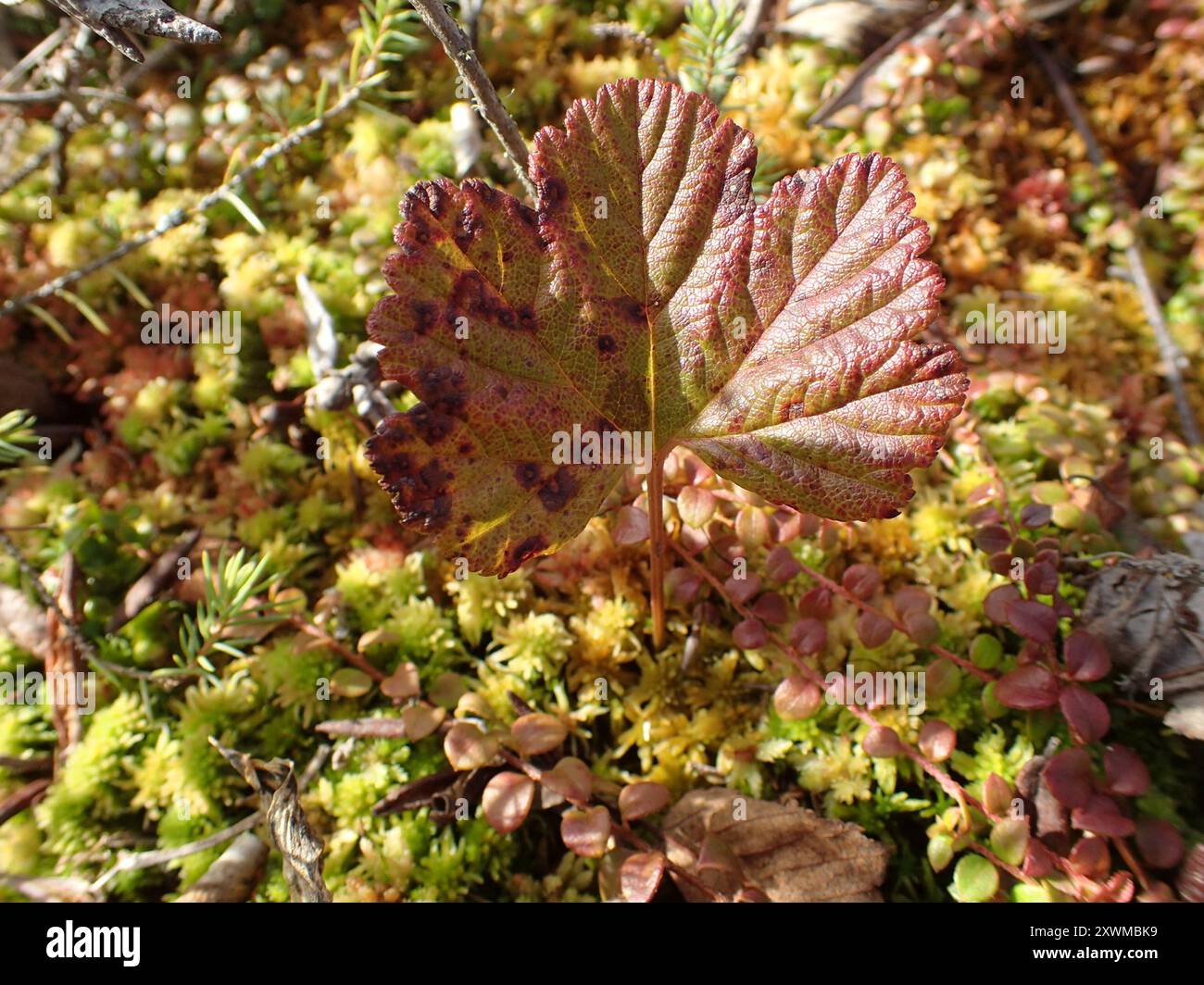 cloudberry (Rubus chamaemorus) Plantae Stock Photo - Alamy