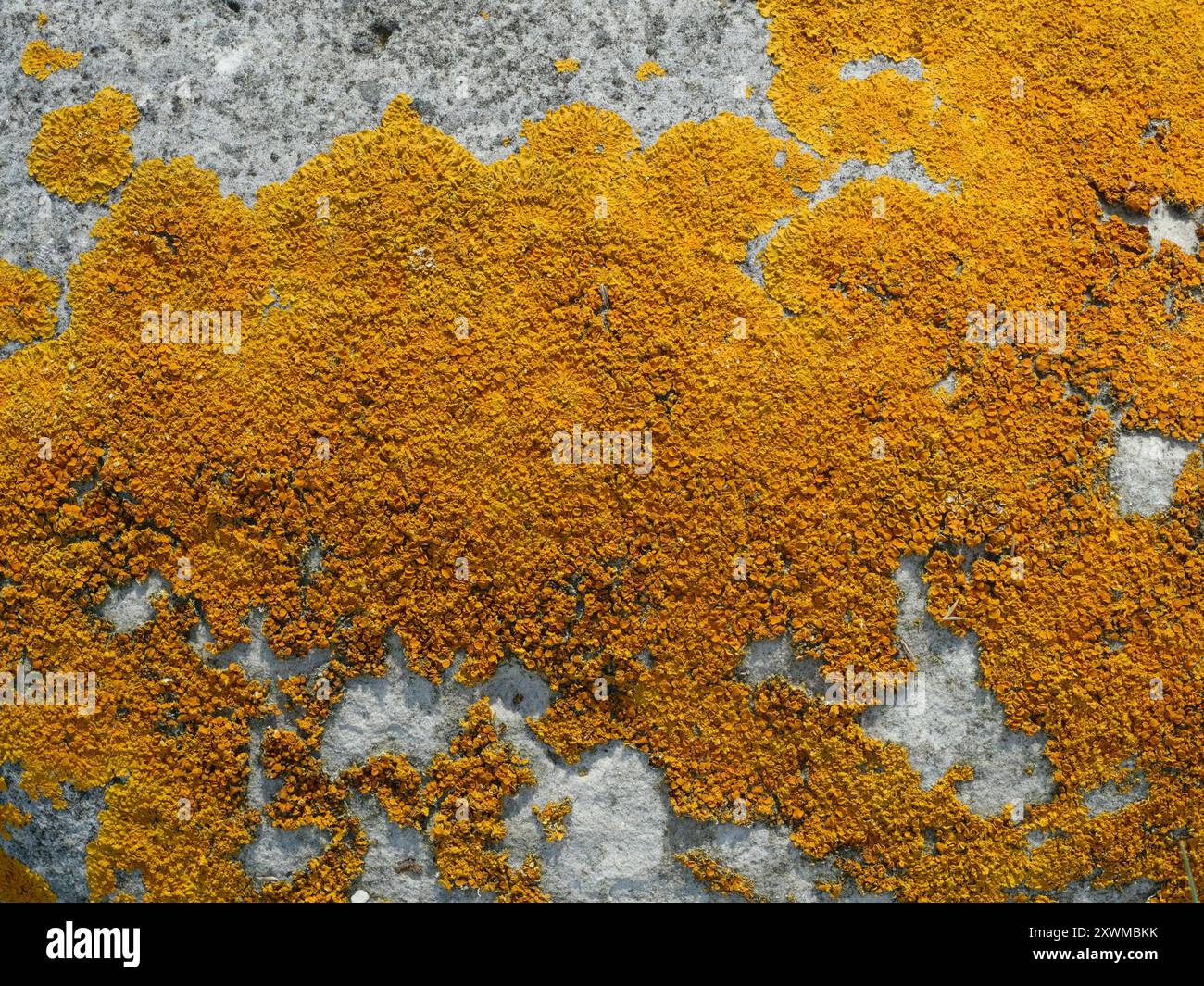 Caloplaca marina is a marine lichen growing on coasts, enduring salt ...