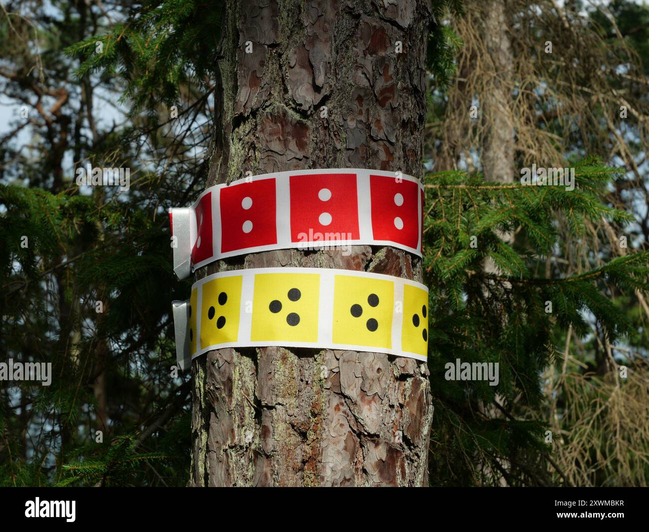 Swedish hiking trails are marked with red and yellow bands on tree ...
