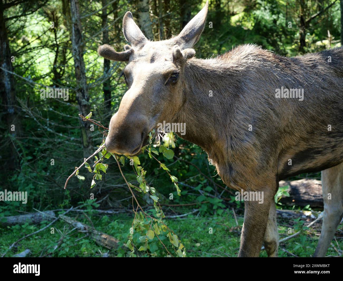 Moose enclosure hi-res stock photography and images - Alamy