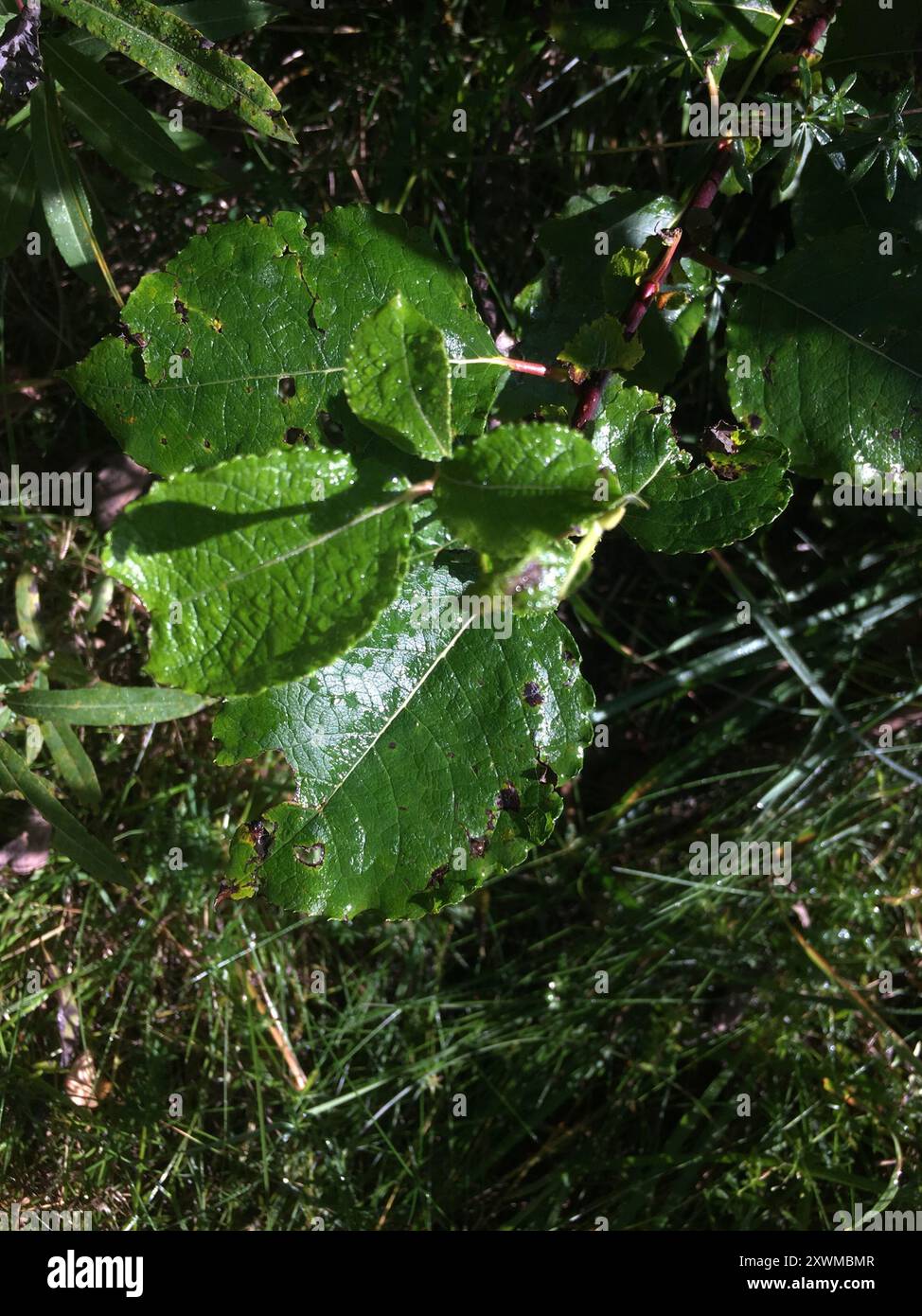 goat willow (Salix caprea) Plantae Stock Photo - Alamy