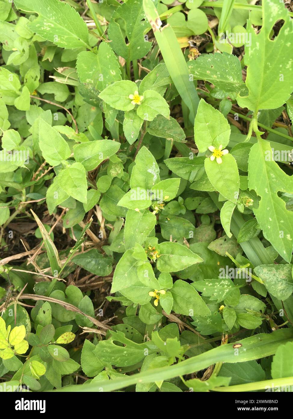 straggler daisy (Calyptocarpus vialis) Plantae Stock Photo - Alamy