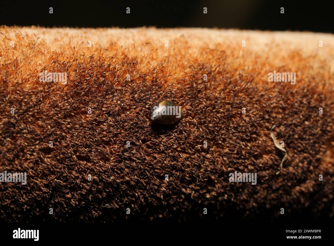 Amber Snails (Succineidae) Mollusca Stock Photo - Alamy