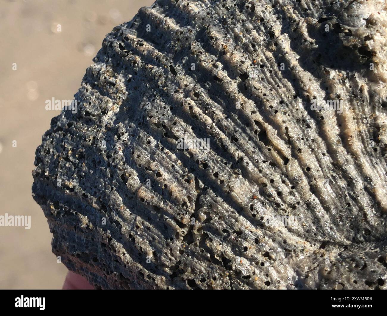 Giant Rock Scallop (Crassadoma gigantea) Mollusca Stock Photo - Alamy