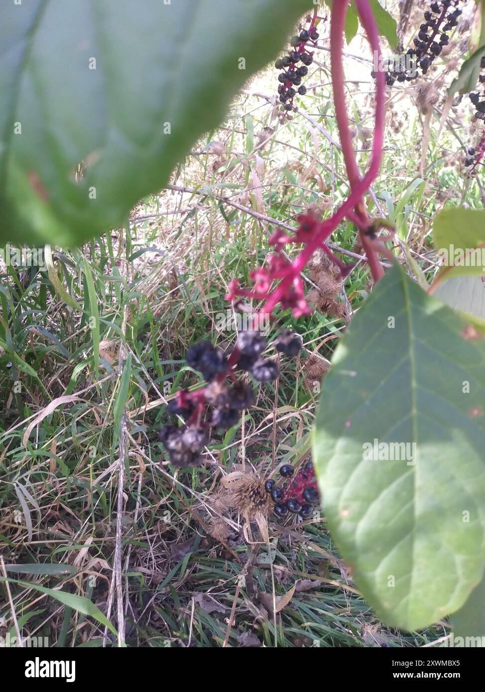 Common American Pokeweed (Phytolacca americana americana) Plantae Stock ...
