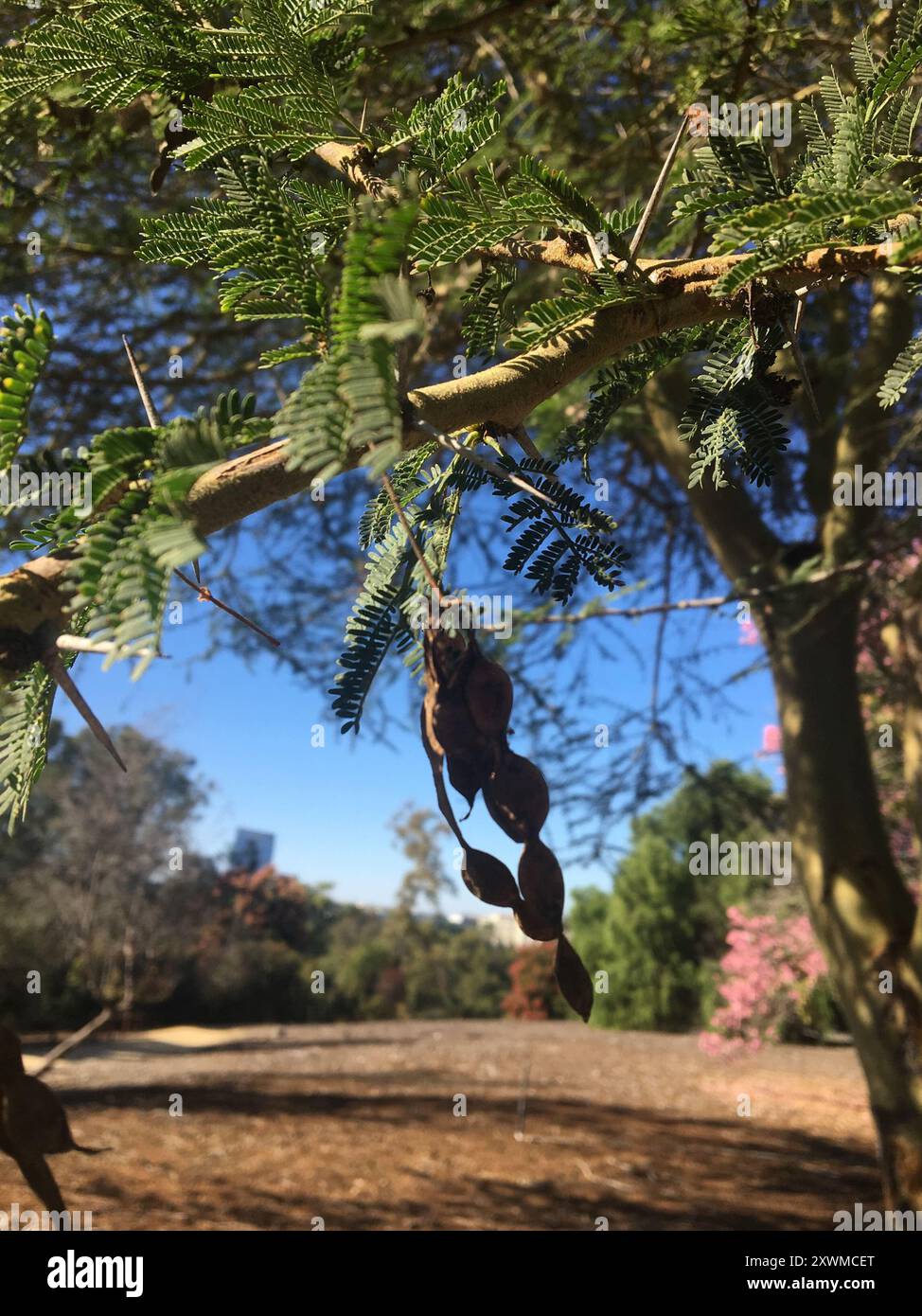 Sweet acacia (Vachellia farnesiana) Plantae Stock Photo - Alamy
