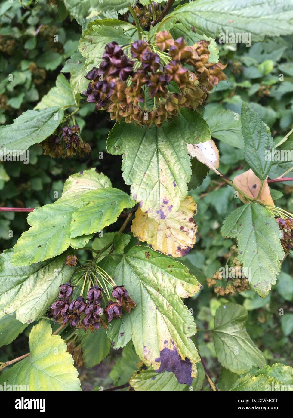 common ninebark (Physocarpus opulifolius) Plantae Stock Photo - Alamy