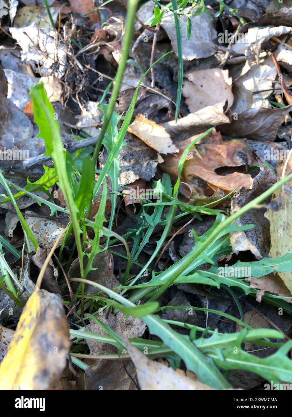 Autumn Hawkbit (Scorzoneroides autumnalis) Plantae Stock Photo - Alamy