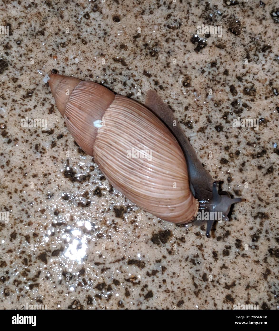 Rosy Wolfsnail (Euglandina rosea) Mollusca Stock Photo - Alamy