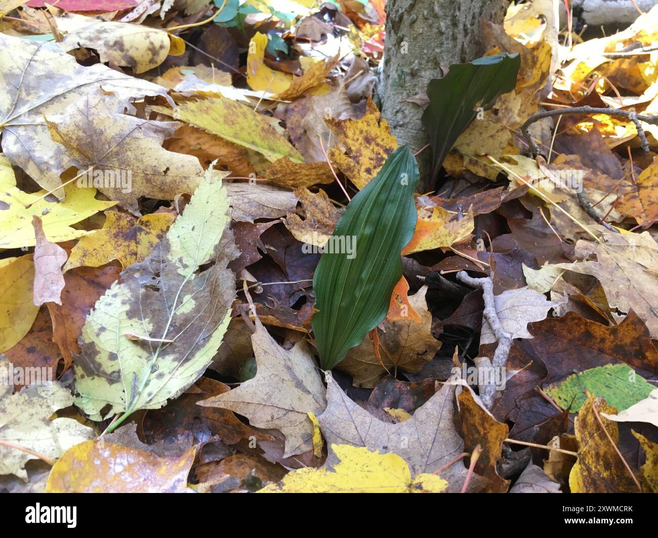 putty root (Aplectrum hyemale) Plantae Stock Photo - Alamy