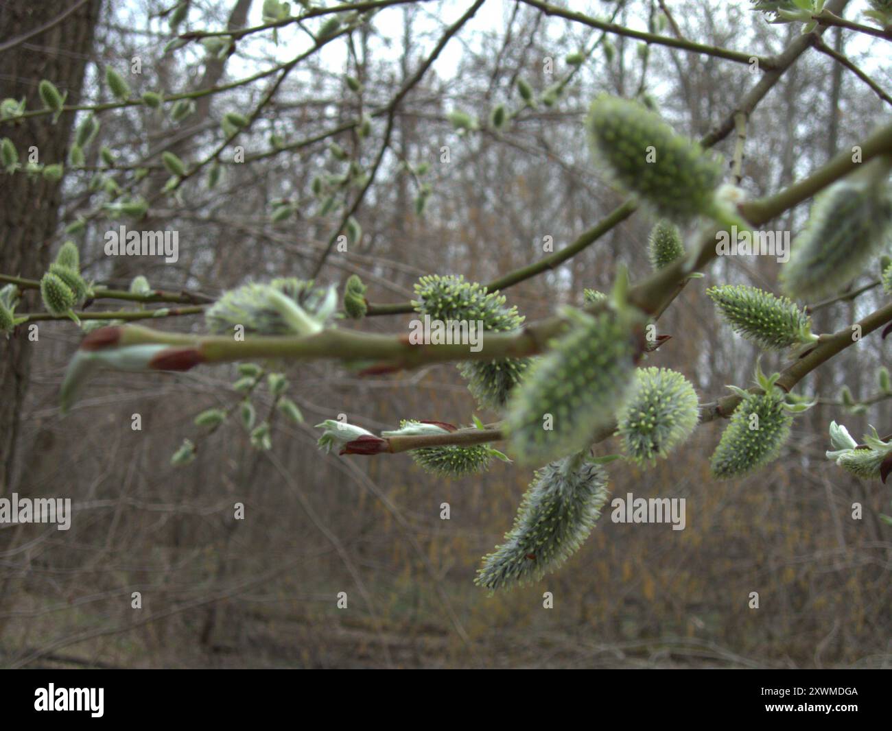Willows (Salix) Plantae Stock Photo - Alamy
