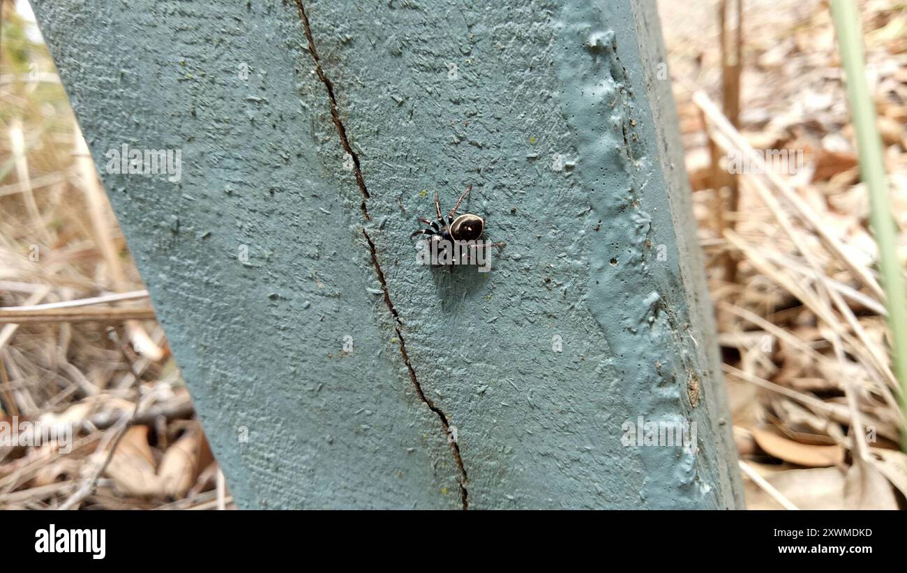 Ant-eater Jumping Spider (Zenodorus orbiculatus) Arachnida Stock Photo ...