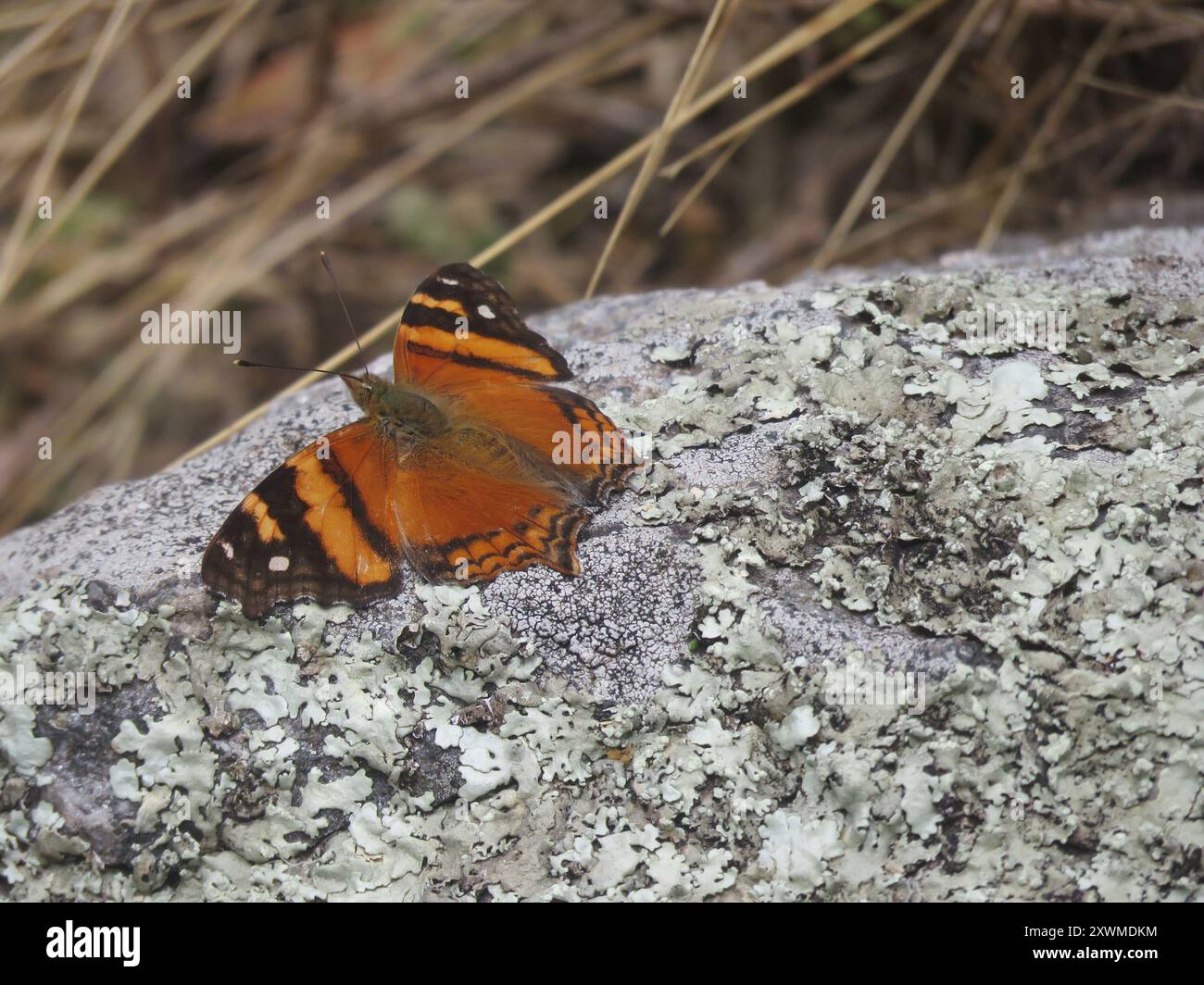 Bella Mapwing (Hypanartia bella) Insecta Stock Photo - Alamy