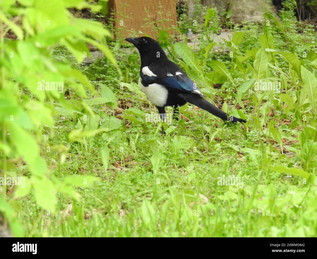 Black-billed Magpie (Pica hudsonia) Aves Stock Photo - Alamy