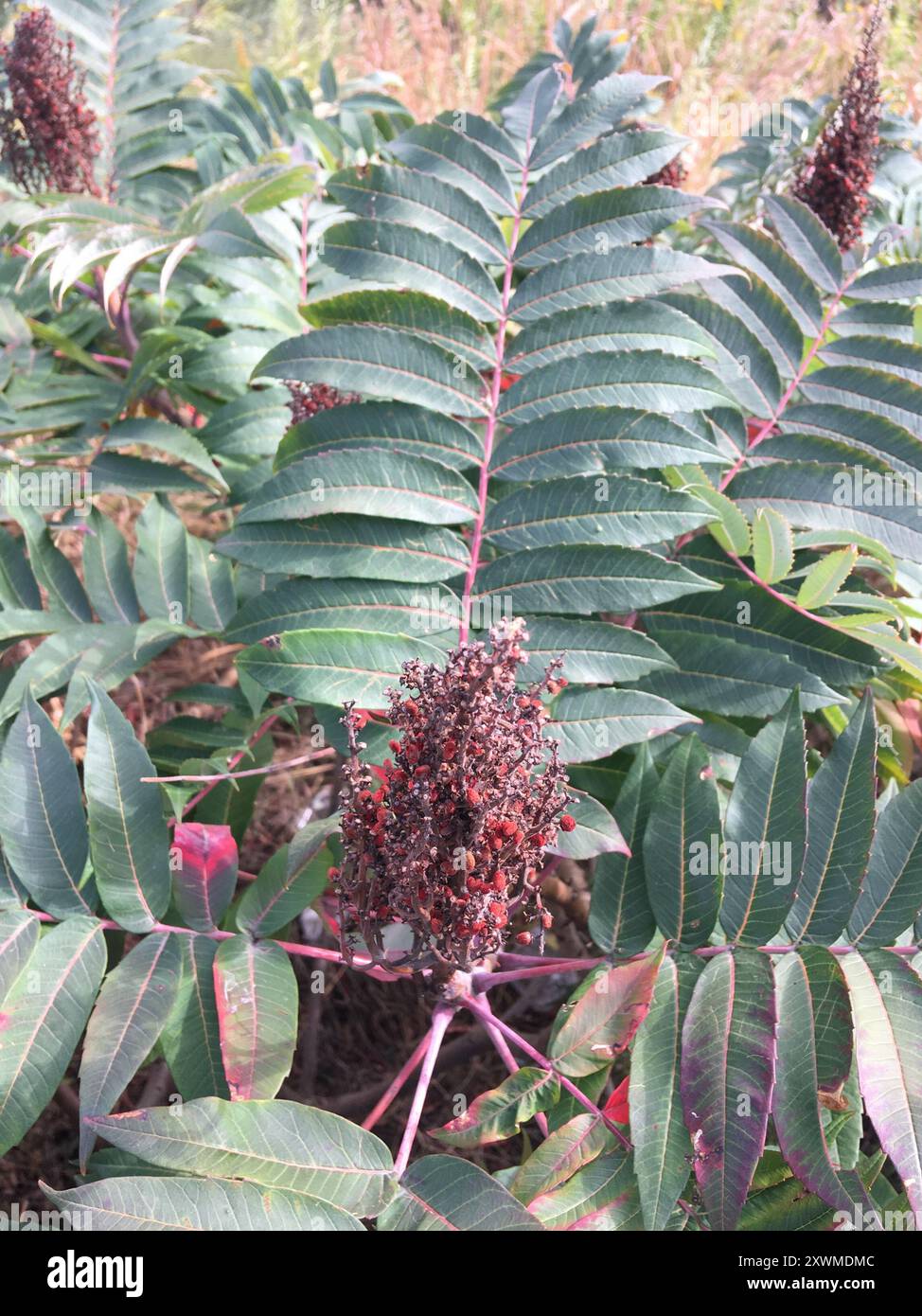 smooth sumac (Rhus glabra) Plantae Stock Photo - Alamy