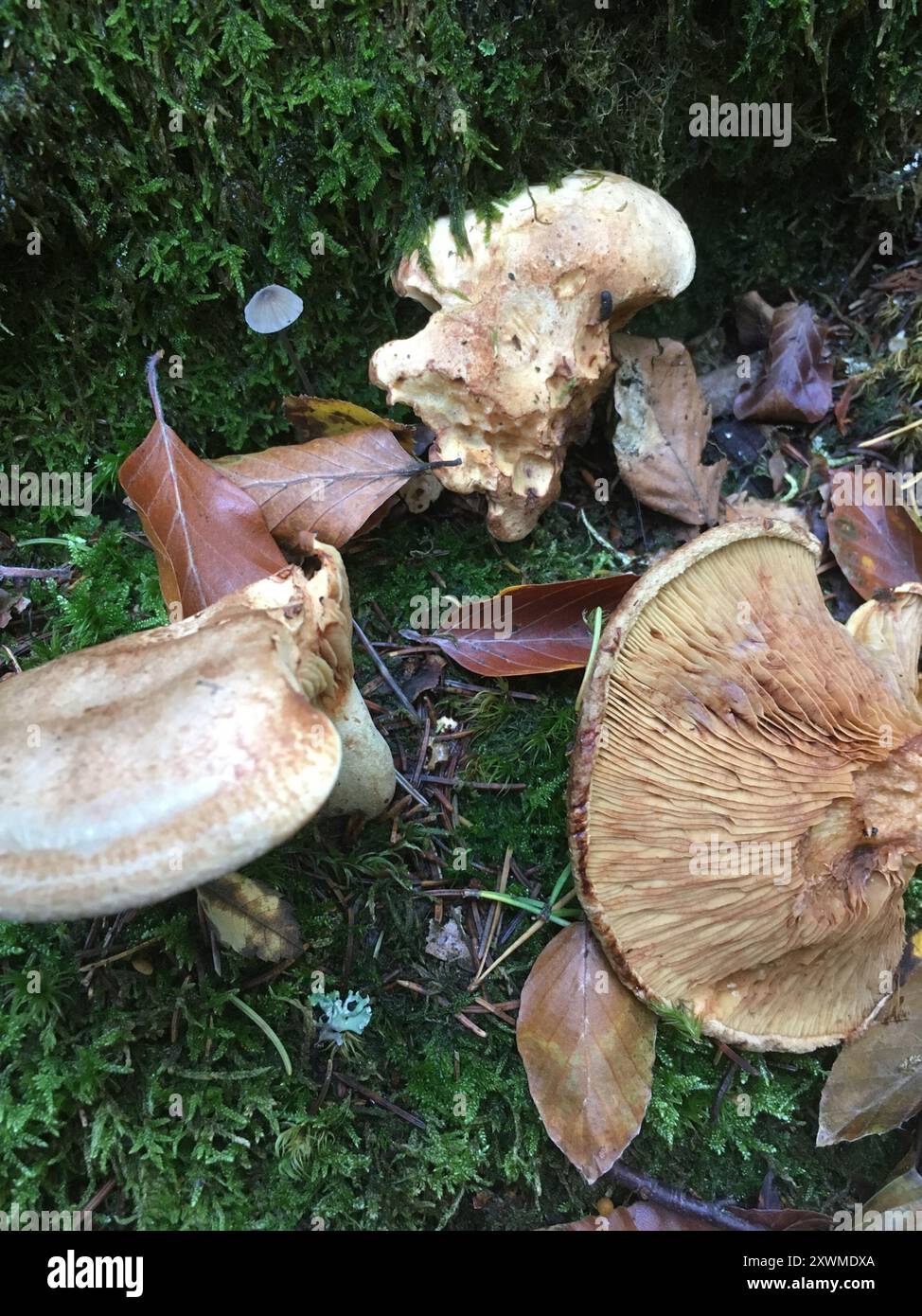 Brown Roll-Rim (Paxillus involutus) Fungi Stock Photo - Alamy