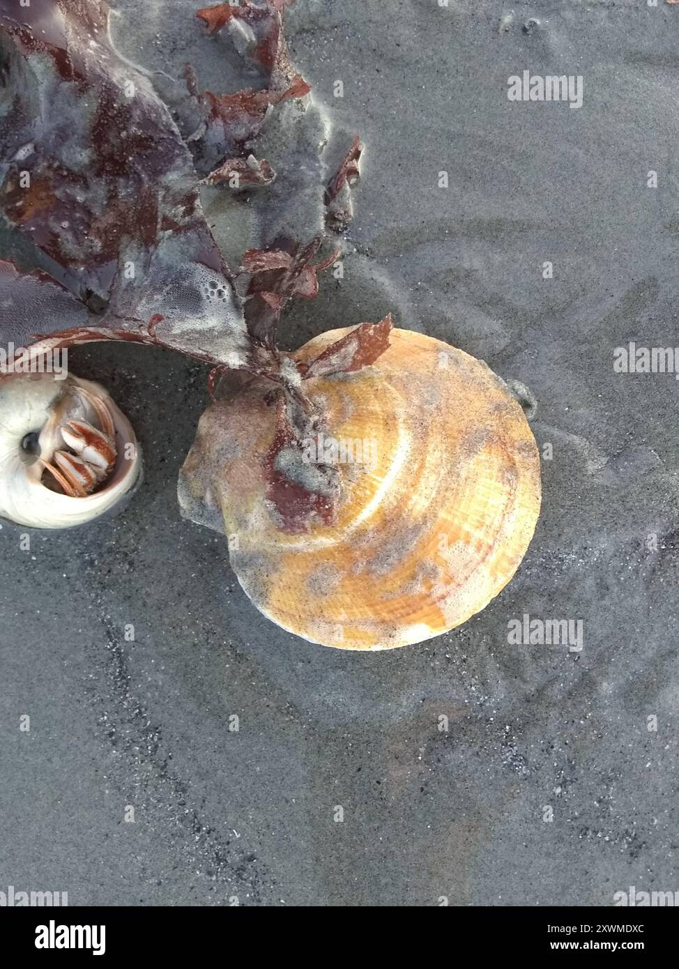 Atlantic deep-sea scallop (Placopecten magellanicus) Mollusca Stock ...