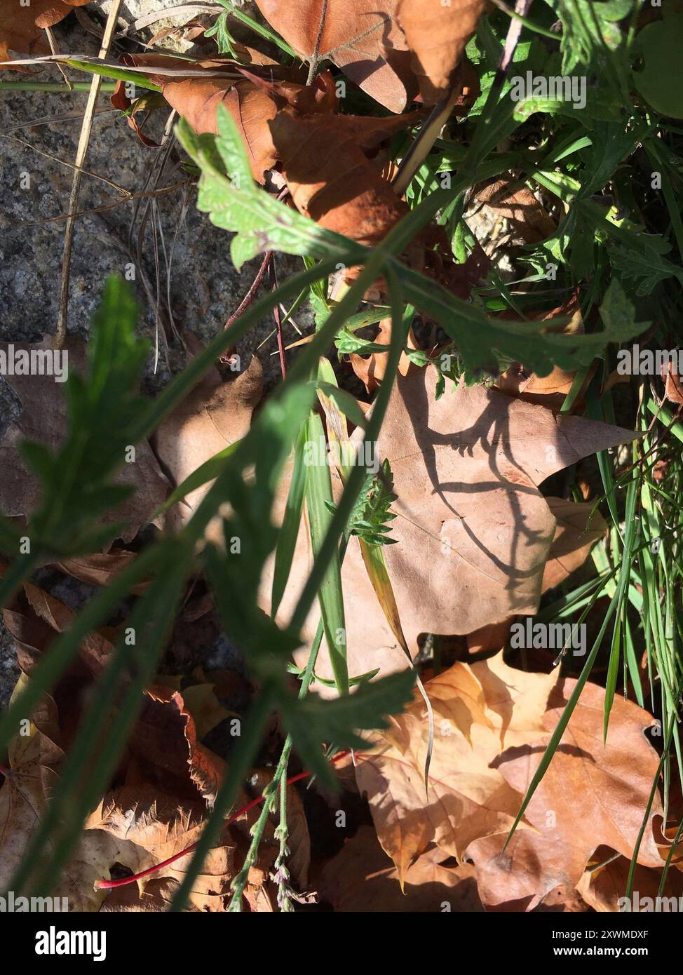 Common vervain (Verbena officinalis) Plantae Stock Photo - Alamy