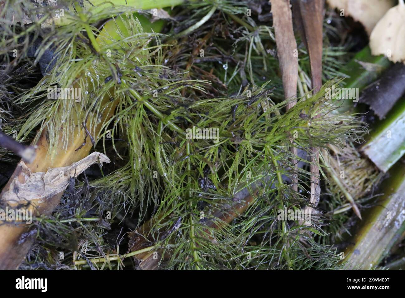 coontail (Ceratophyllum demersum) Plantae Stock Photo - Alamy