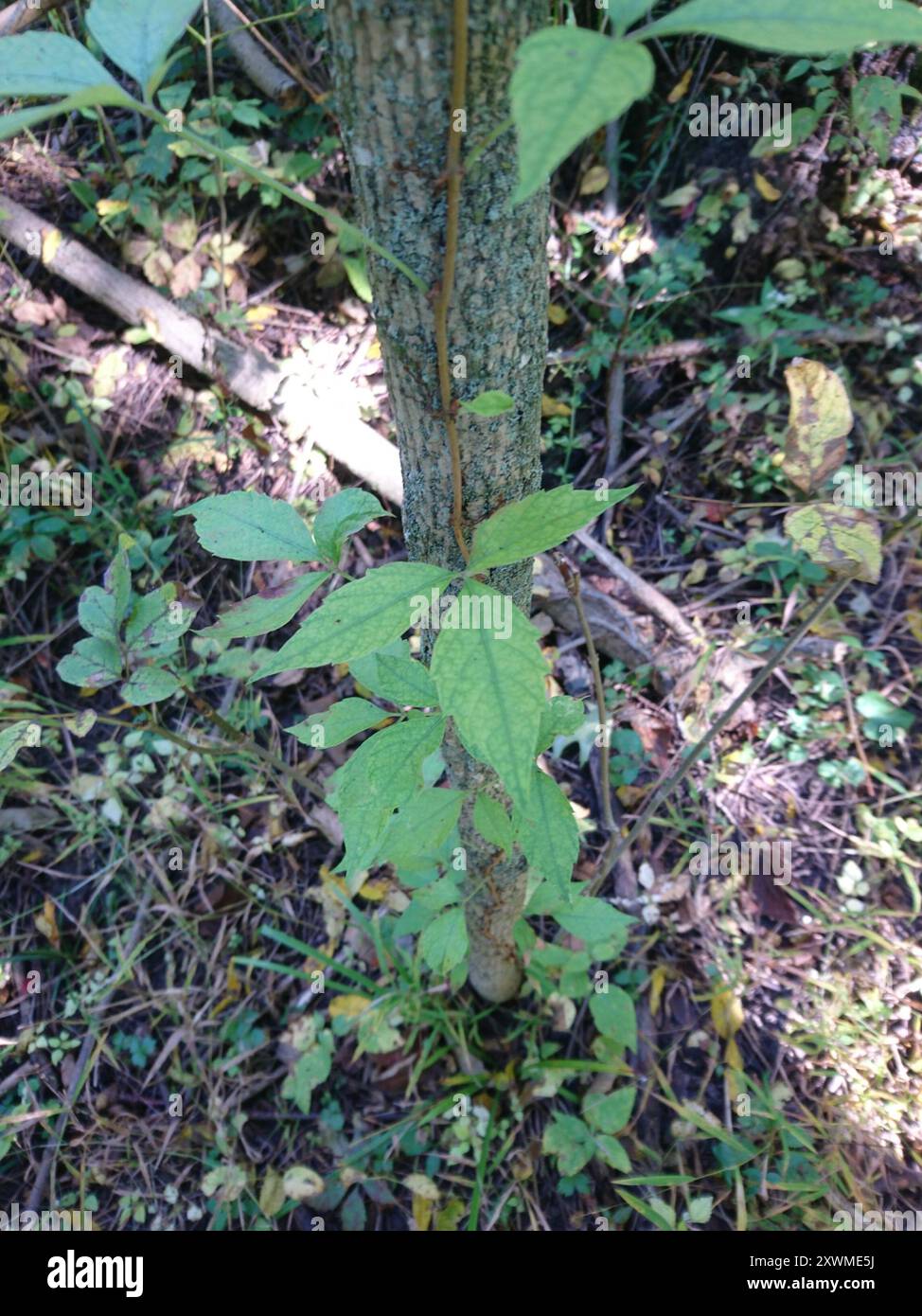 plants (Plantae) Plantae Stock Photo - Alamy